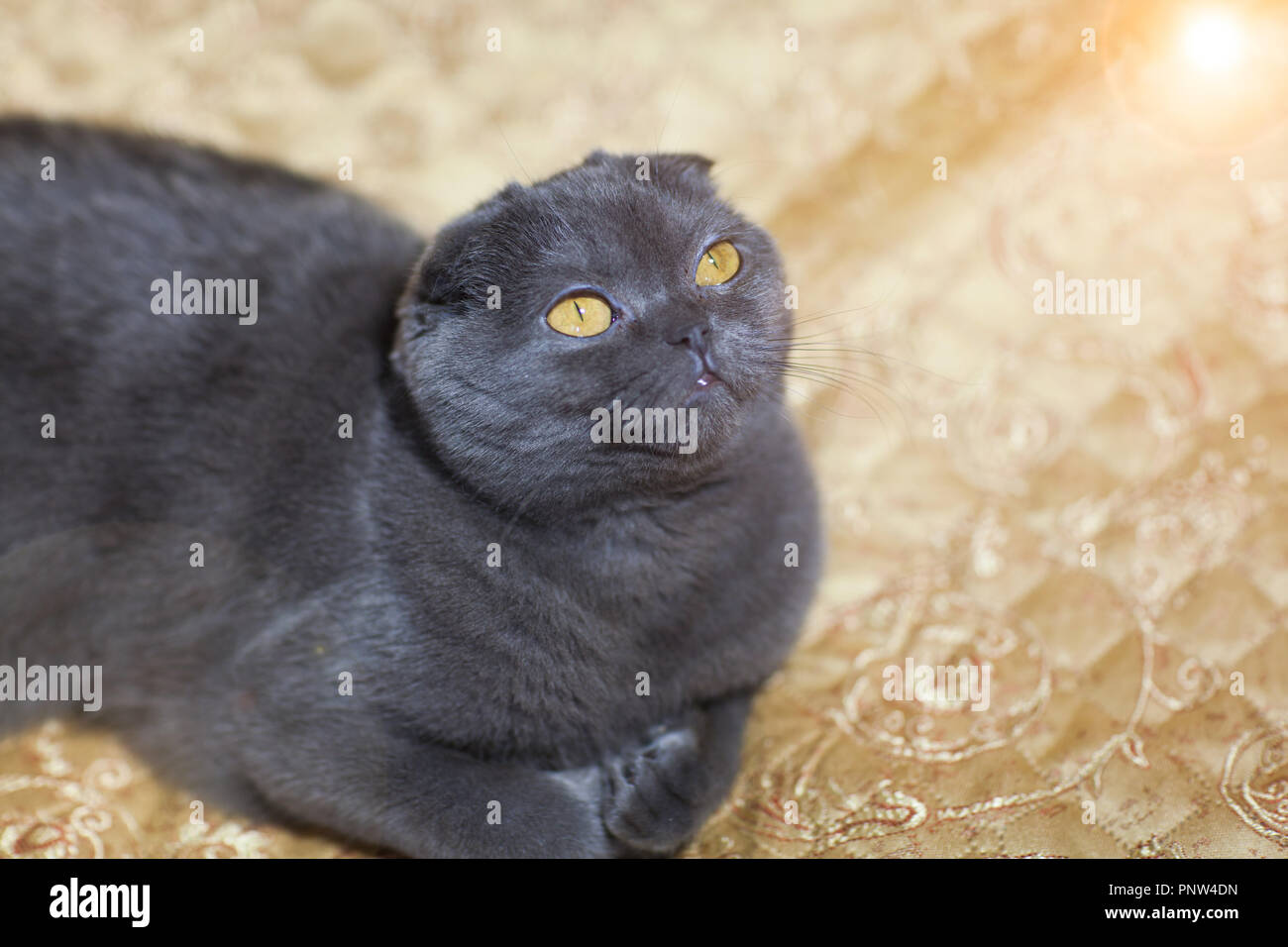 Scottish Fold Cat sitting on a bed at home Stock Photo - Alamy