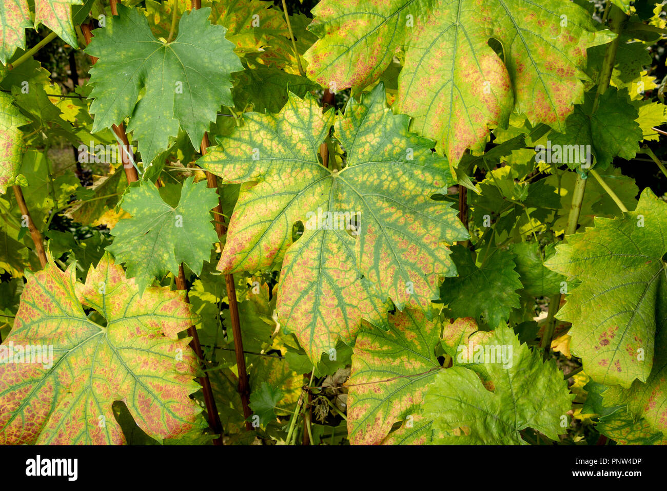 Grapevine Disease Stock Photos & Grapevine Disease Stock Images - Alamy
