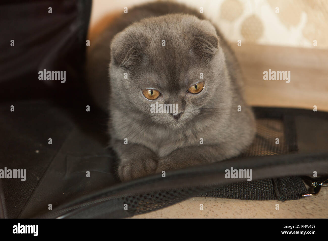Scottish Fold Cat sitting on the floor at home Stock Photo - Alamy