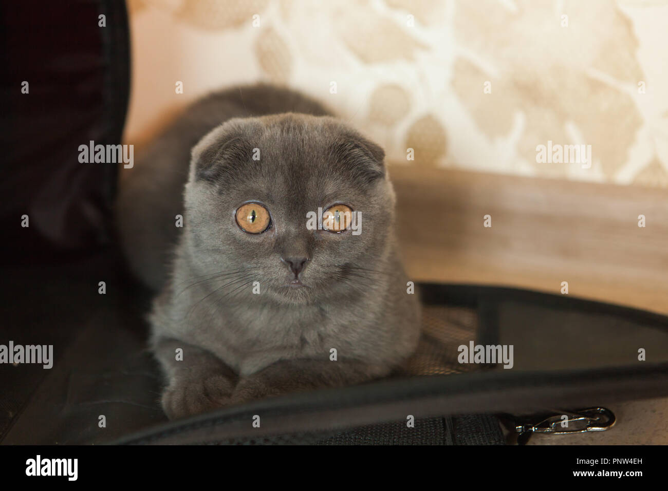 Scottish Fold Cat sitting on the floor at home Stock Photo - Alamy