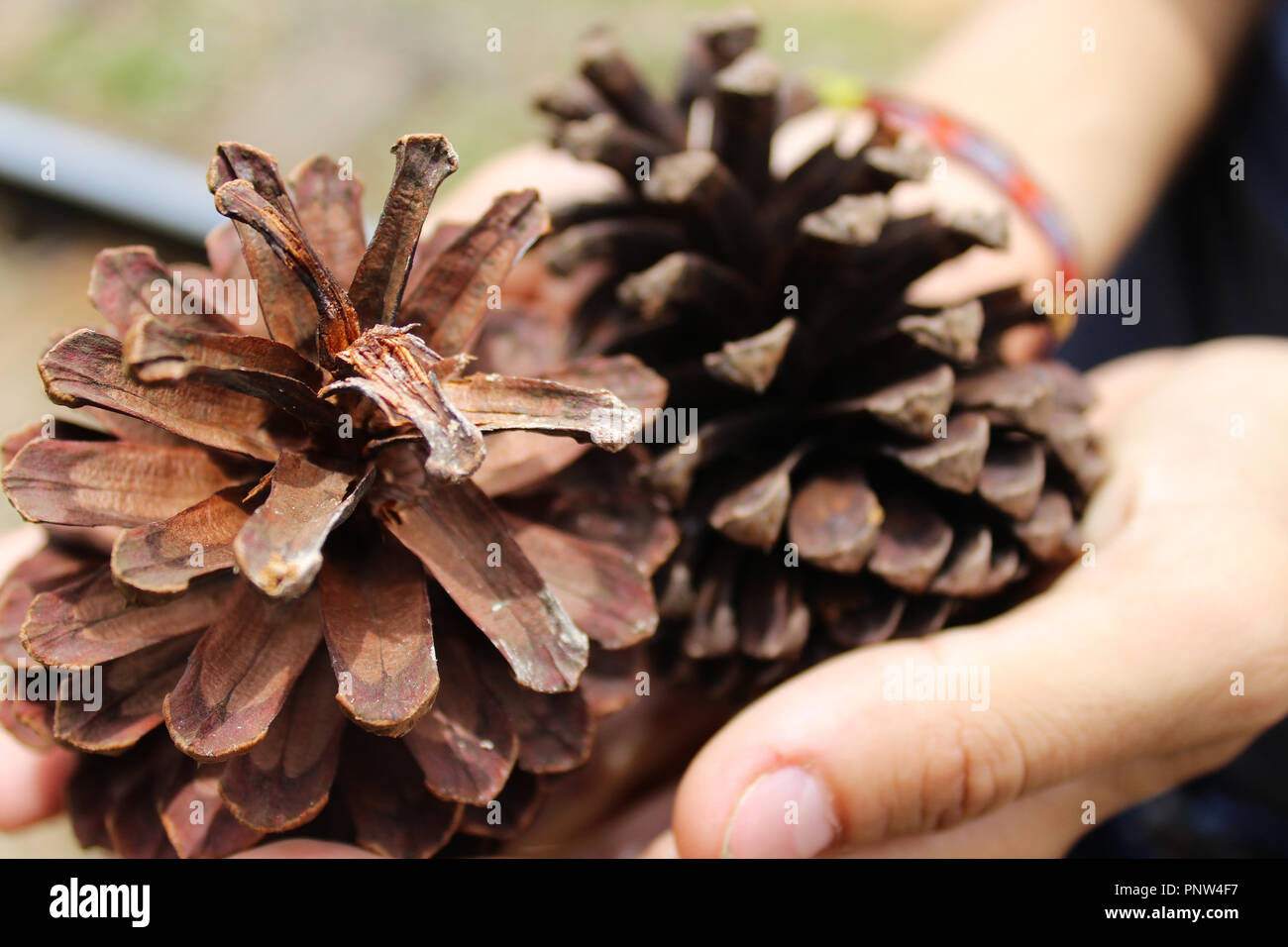 Hand holding cedar cone Stock Photo - Alamy