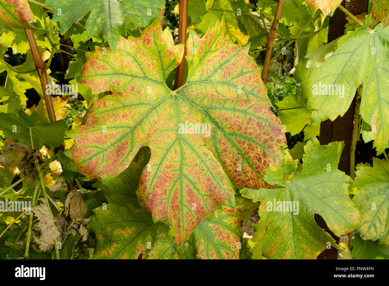 Rot of a vine and a grape leaf close-up. Protection of the vineyard ...