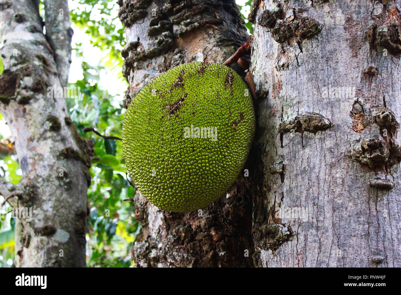 What is jackfruit and how do you eat it hi-res stock photography and ...