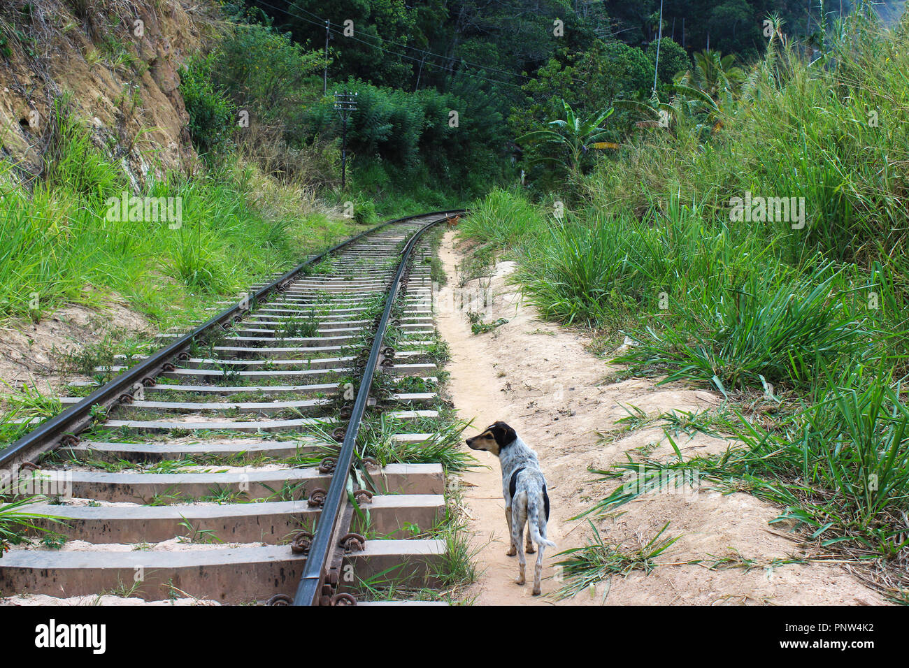 Railway tracks in sri lanka Stock Photo - Alamy