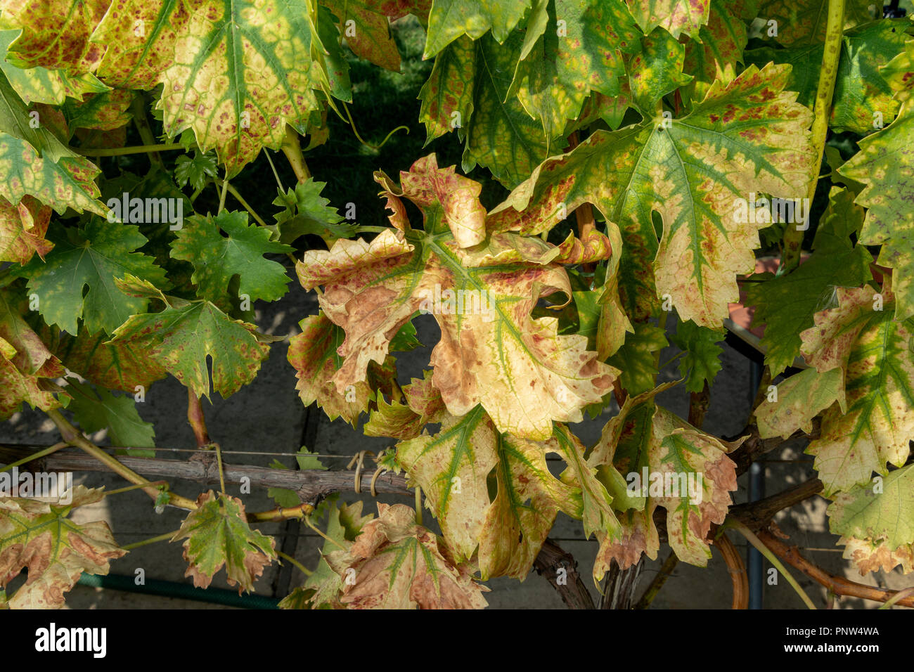 Rot of a vine and a grape leaf close-up. Protection of the vineyard ...
