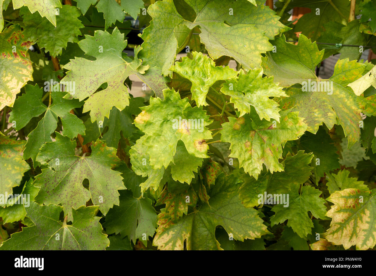 Disease of leaves and vines of a grape close up of defeat of rot and ...