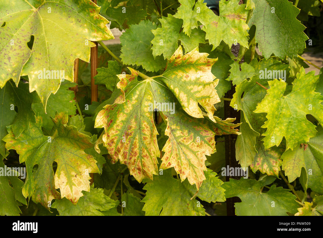 Rot of a vine and a grape leaf close-up. Protection of the vineyard ...