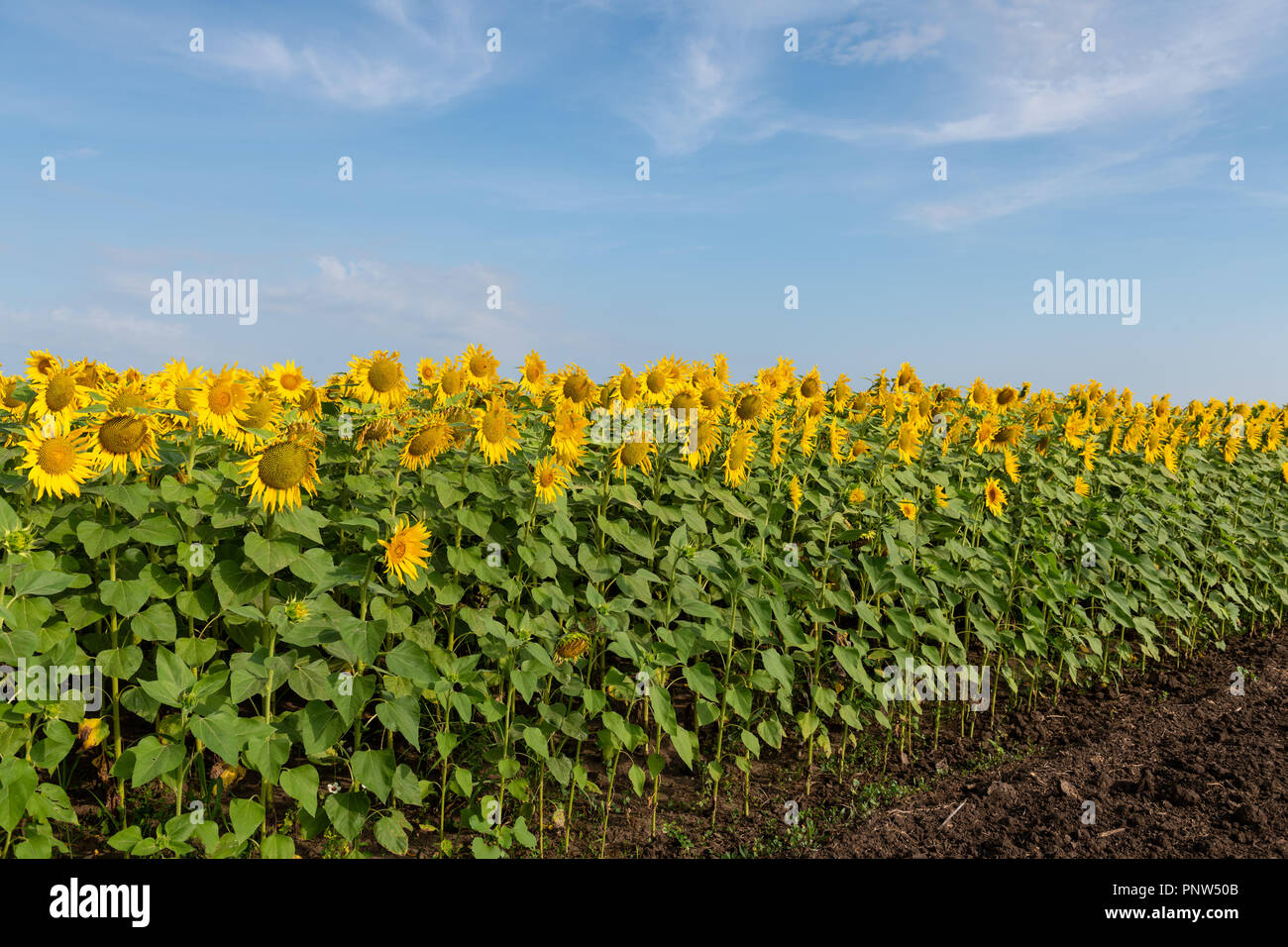 Rural scene with blooming big sunflowers plants on field in summer time ...