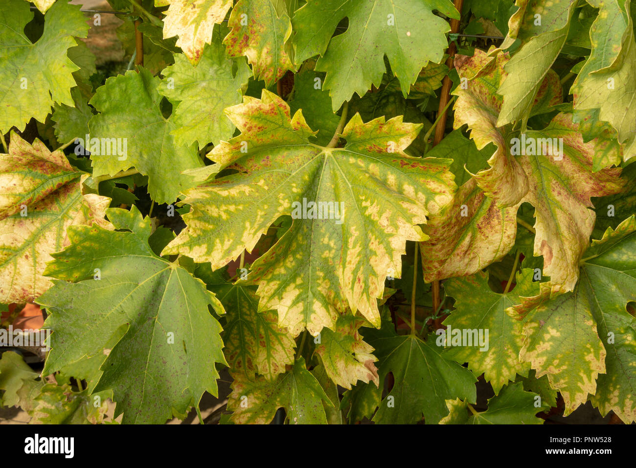 Disease of leaves and vines of a grape close up of defeat of rot and ...