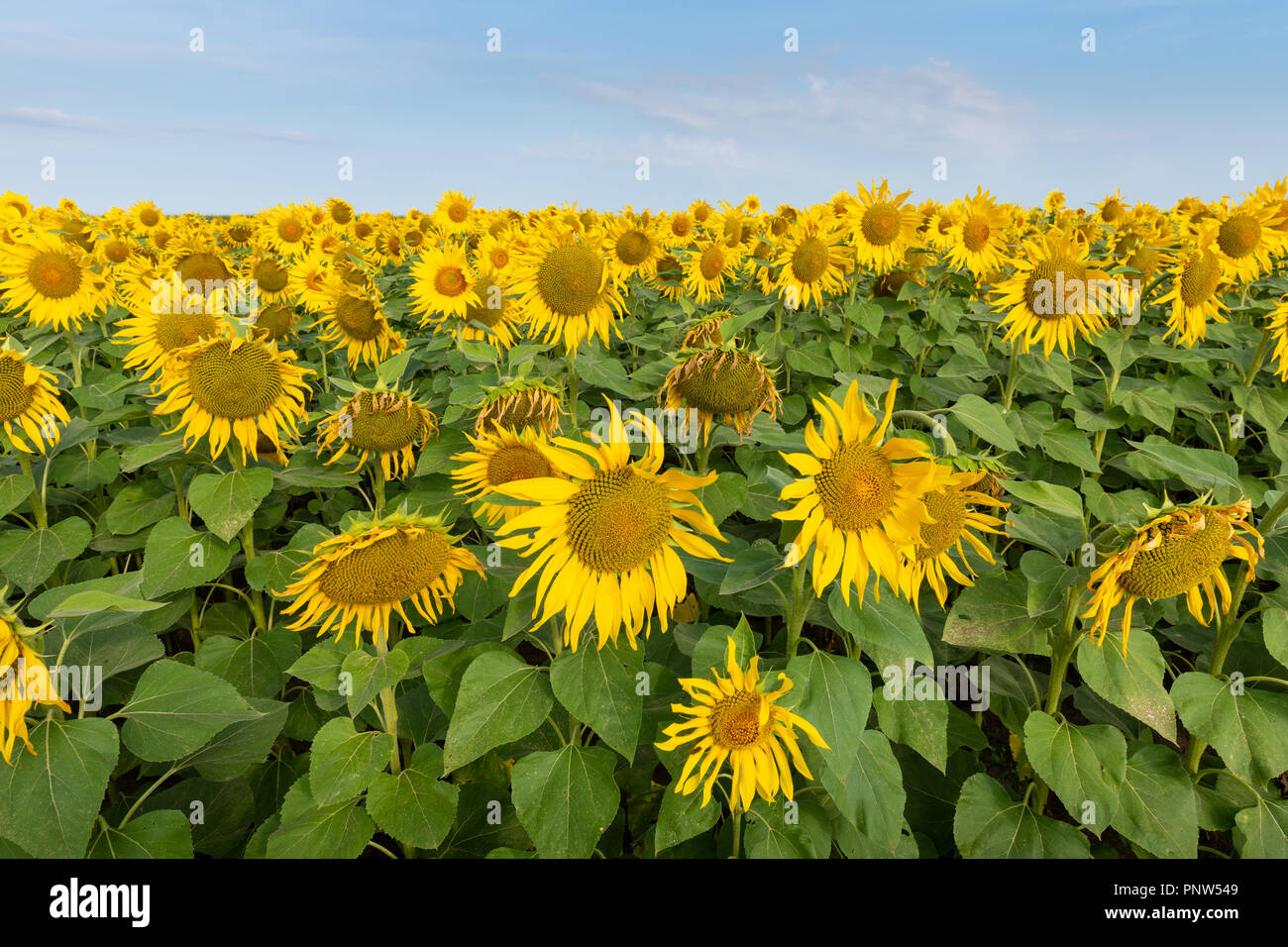 Rural scene with blooming big sunflowers plants on field in summer time ...