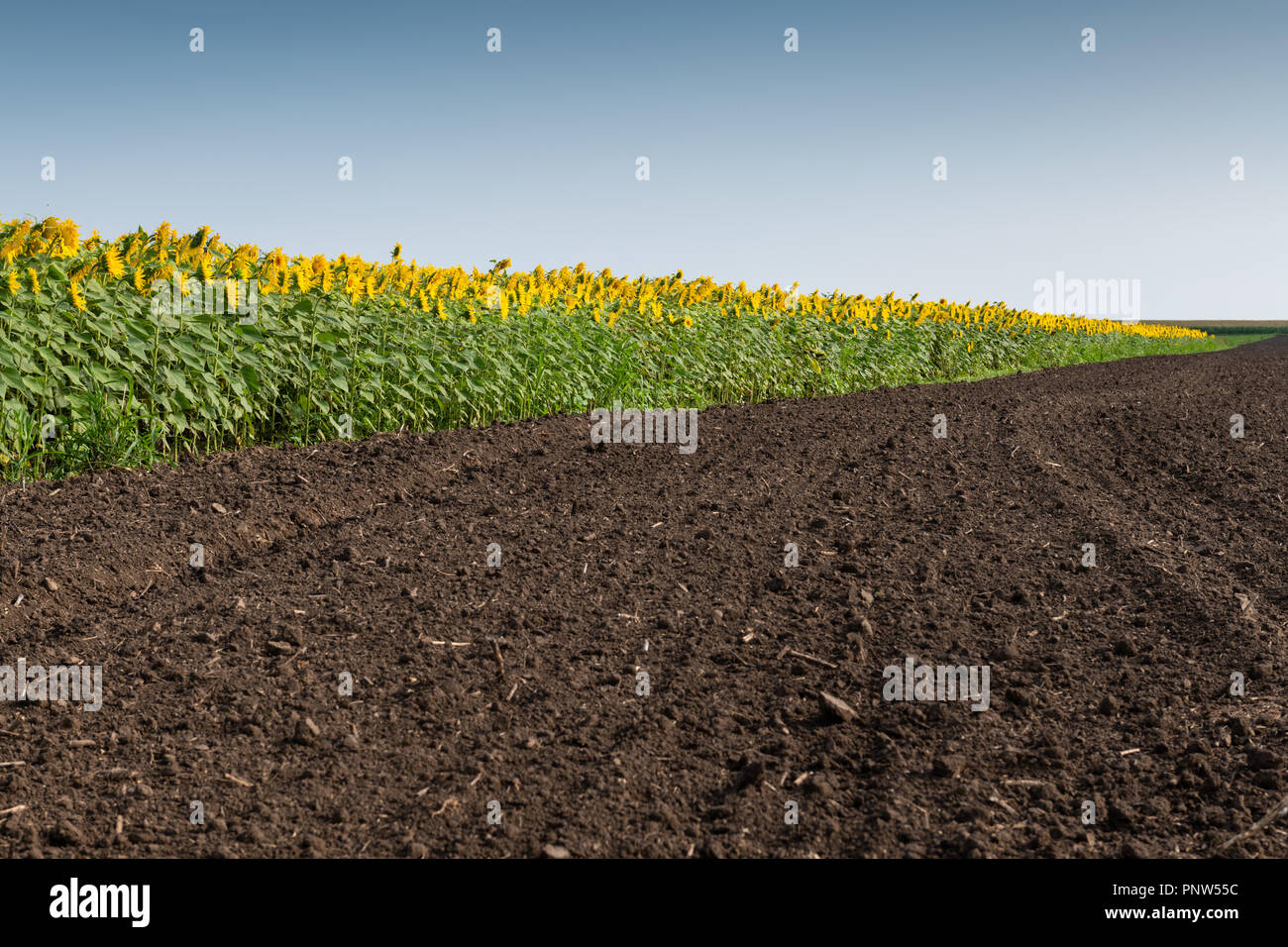 Blooming sunflowers plantation and uncultivated farm land with a blue ...