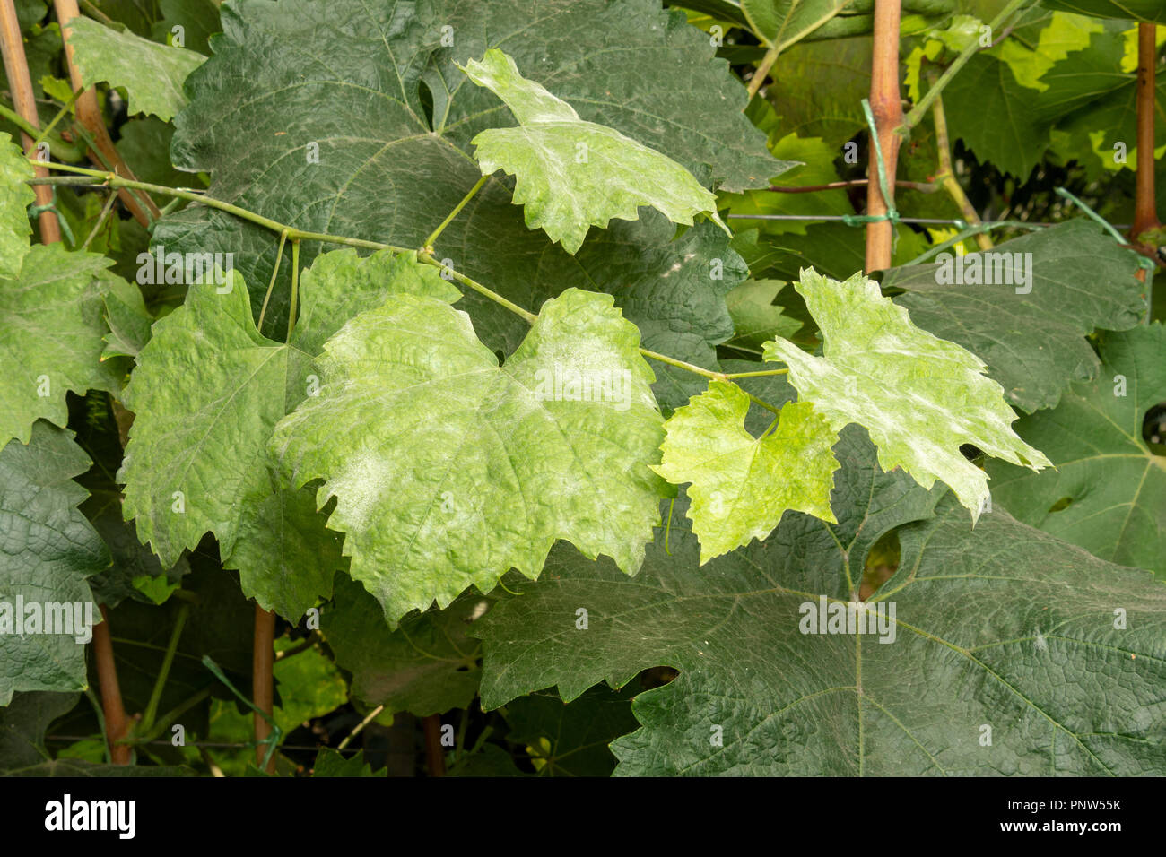 Disease of leaves and vines of a grape close up of defeat of rot and ...