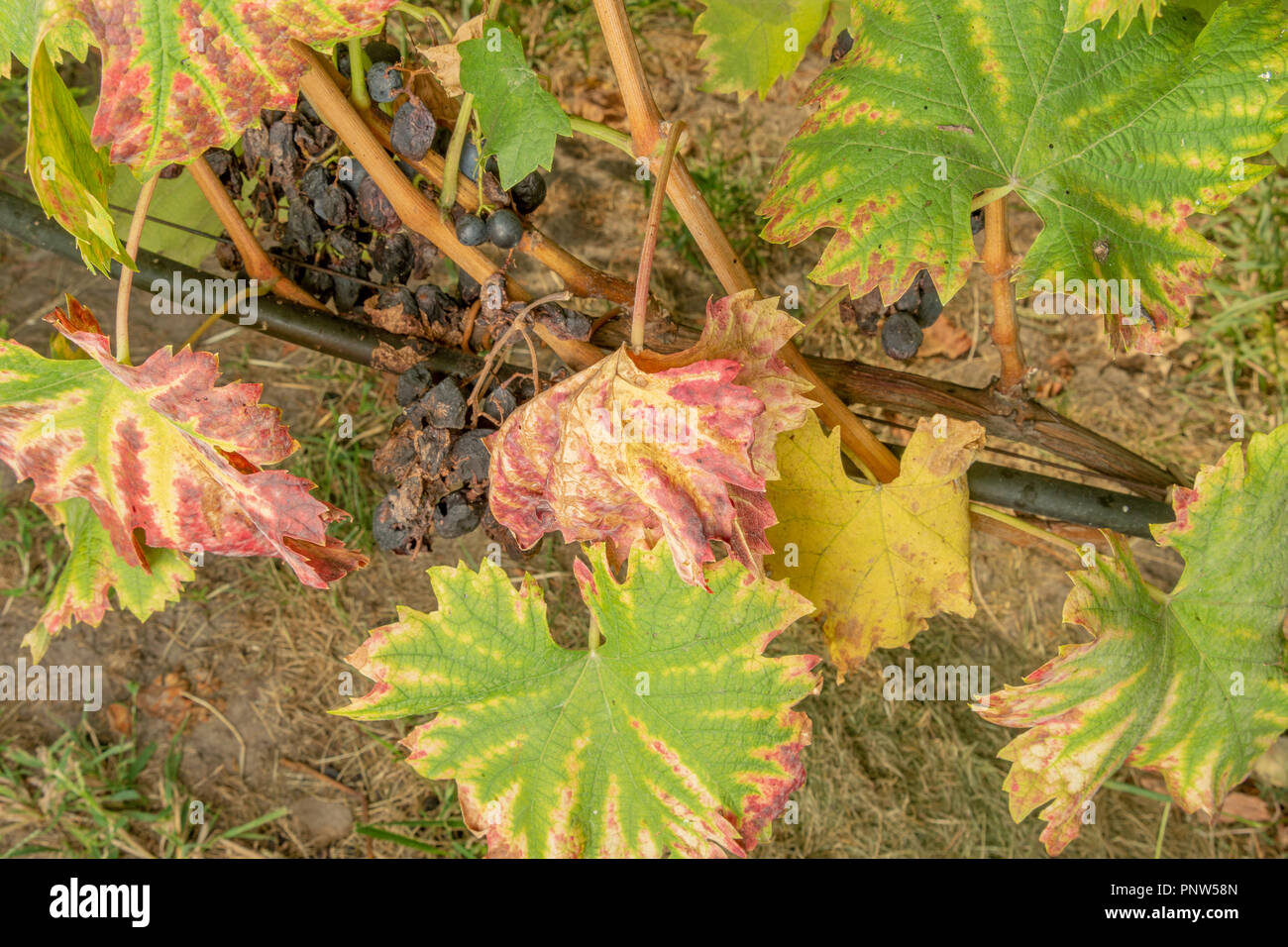 Disease of leaves and vines of a grape close up of defeat of rot and ...
