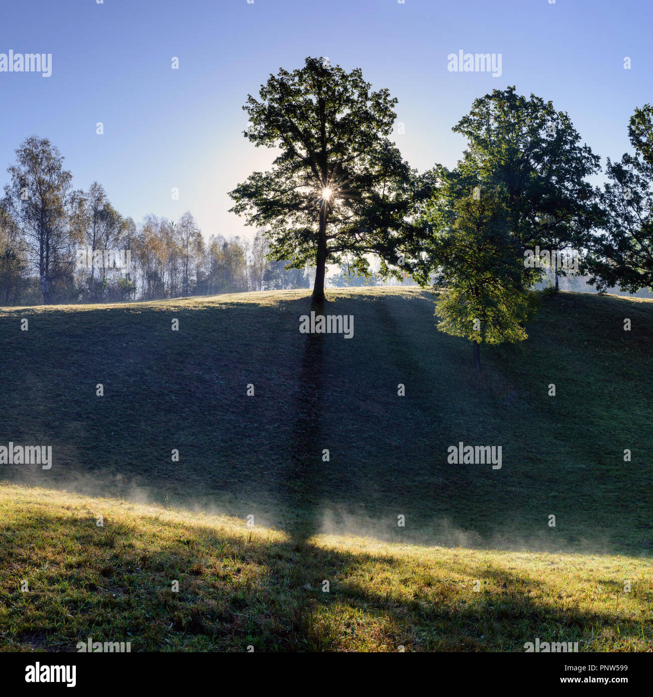 Wonderful morning landscape with tree. Sun rays pass through tree ...
