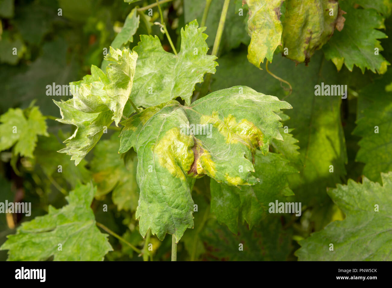 Rot of a vine and a grape leaf close-up. Protection of the vineyard ...