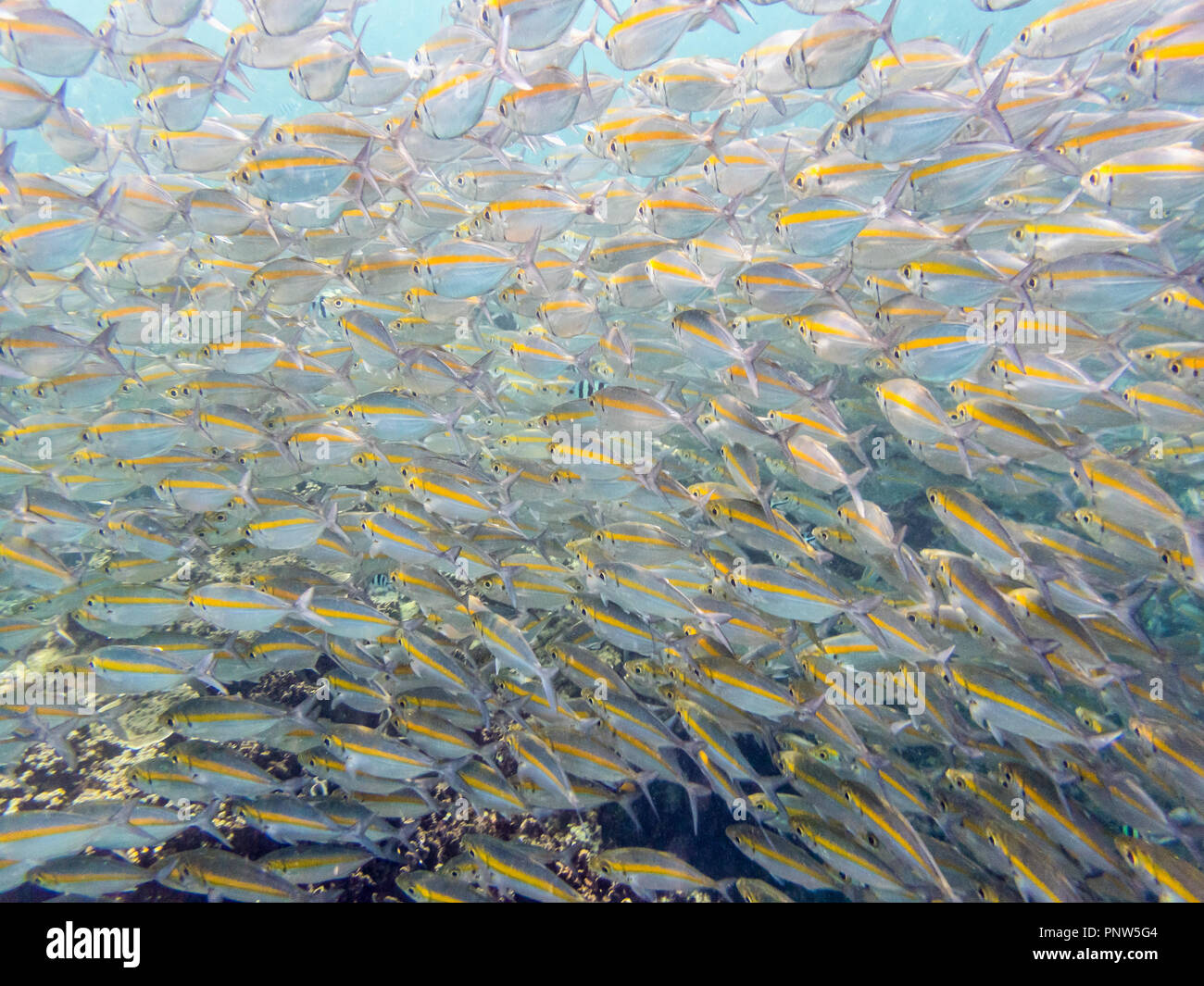 Herd of fish hi-res stock photography and images - Alamy