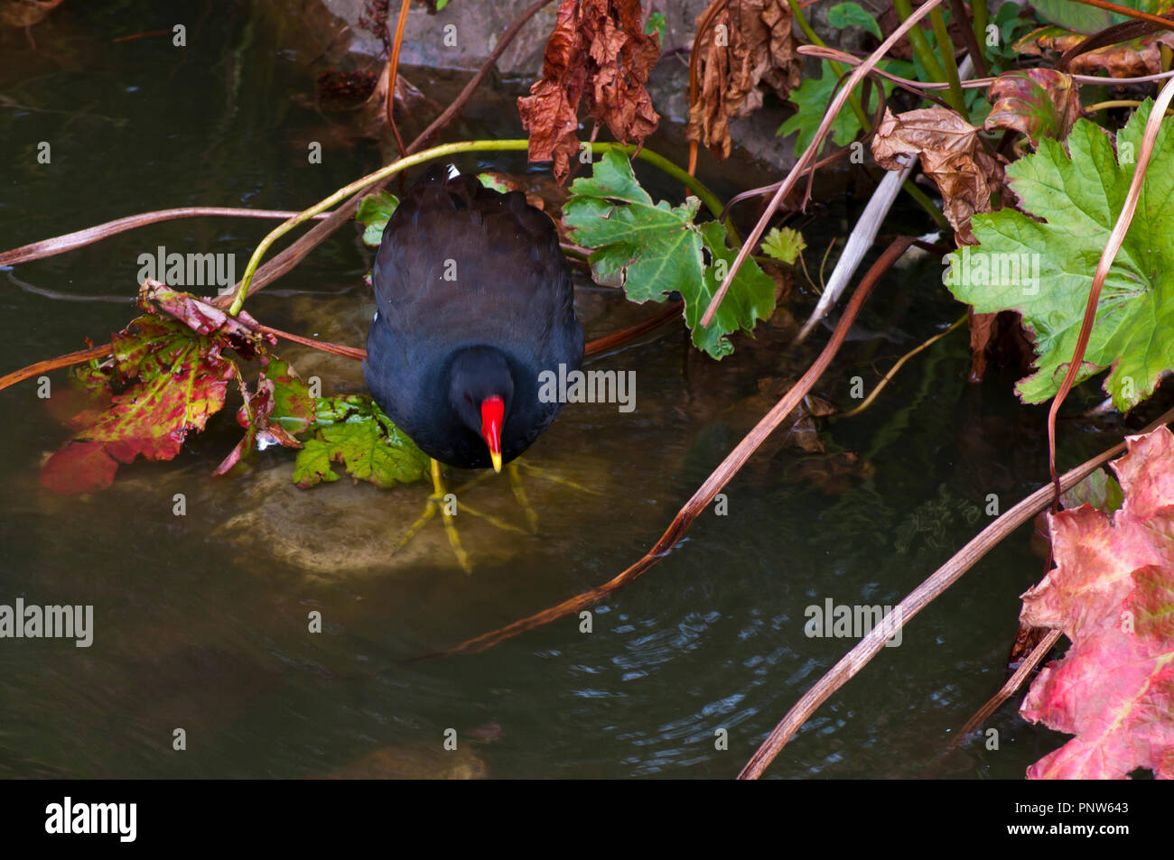 Swamp chicken hi-res stock photography and images - Alamy