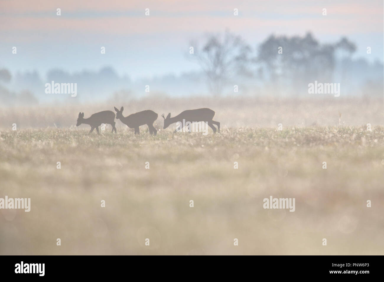 Feeding Roe deers (Capreolus capreolus) in Matsalu National Park ...
