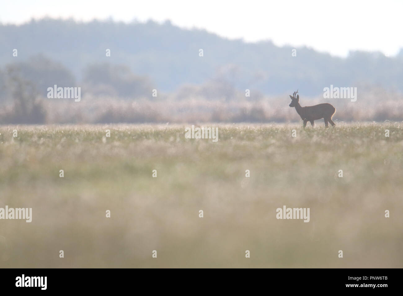 Feeding Roe deers (Capreolus capreolus) in Matsalu National Park ...