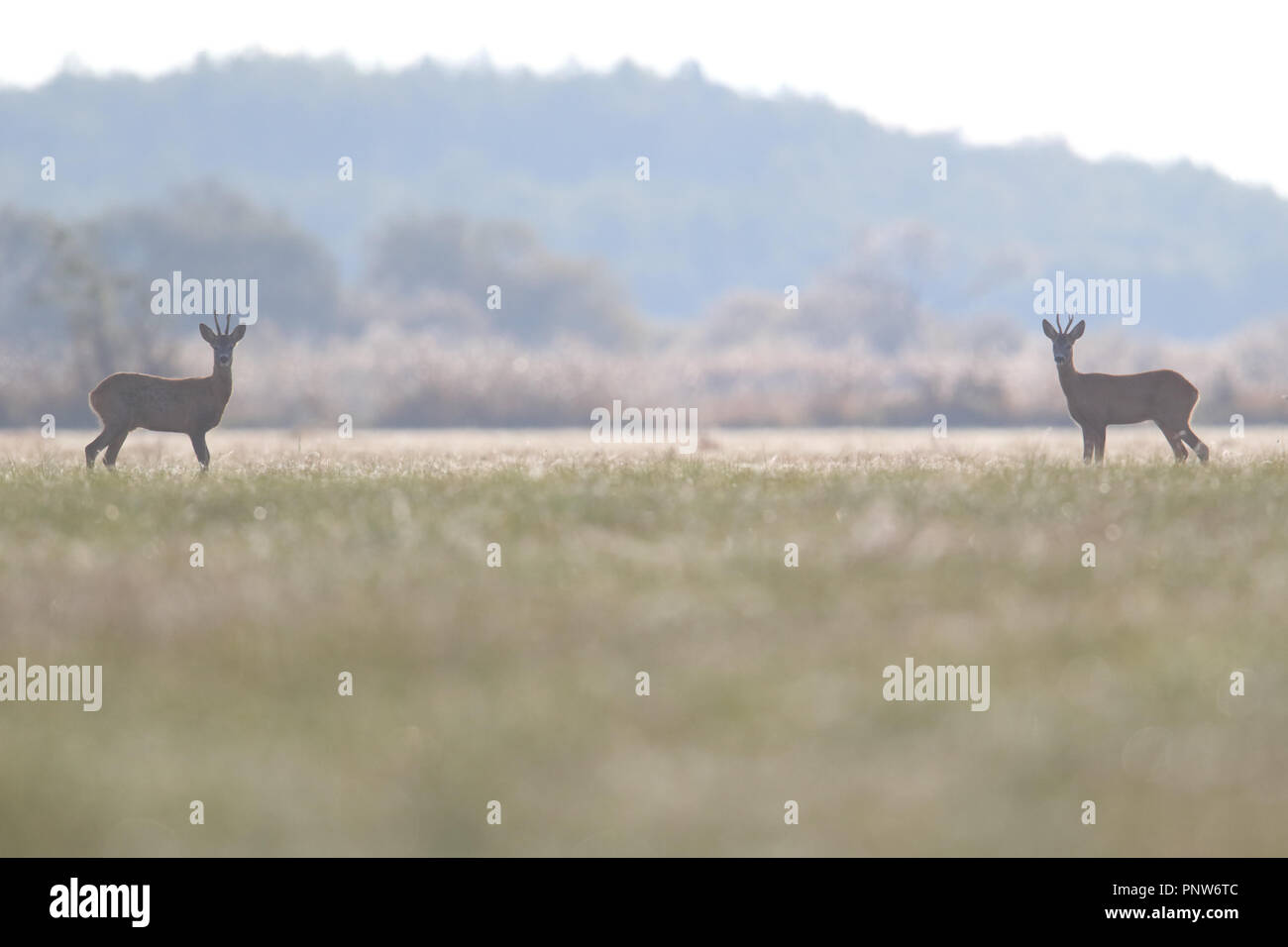 Feeding Roe deers (Capreolus capreolus) in Matsalu National Park ...