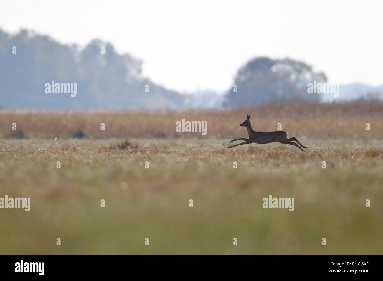 Feeding Roe deers (Capreolus capreolus) in Matsalu National Park ...