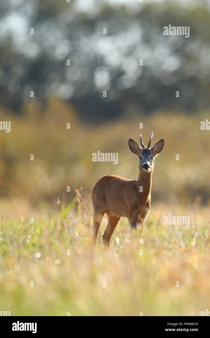 Feeding Roe deers (Capreolus capreolus) in Matsalu National Park ...