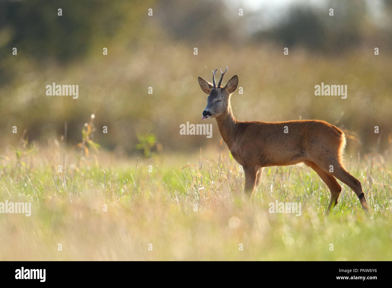 Feeding Roe deers (Capreolus capreolus) in Matsalu National Park ...
