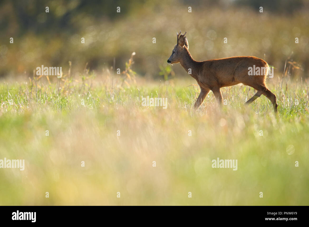 Feeding Roe deers (Capreolus capreolus) in Matsalu National Park ...