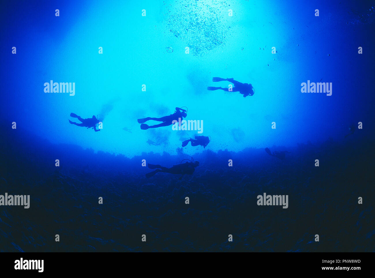 Egypt. Red Sea. Group of ten scuba divers underwater. Seen from below ...