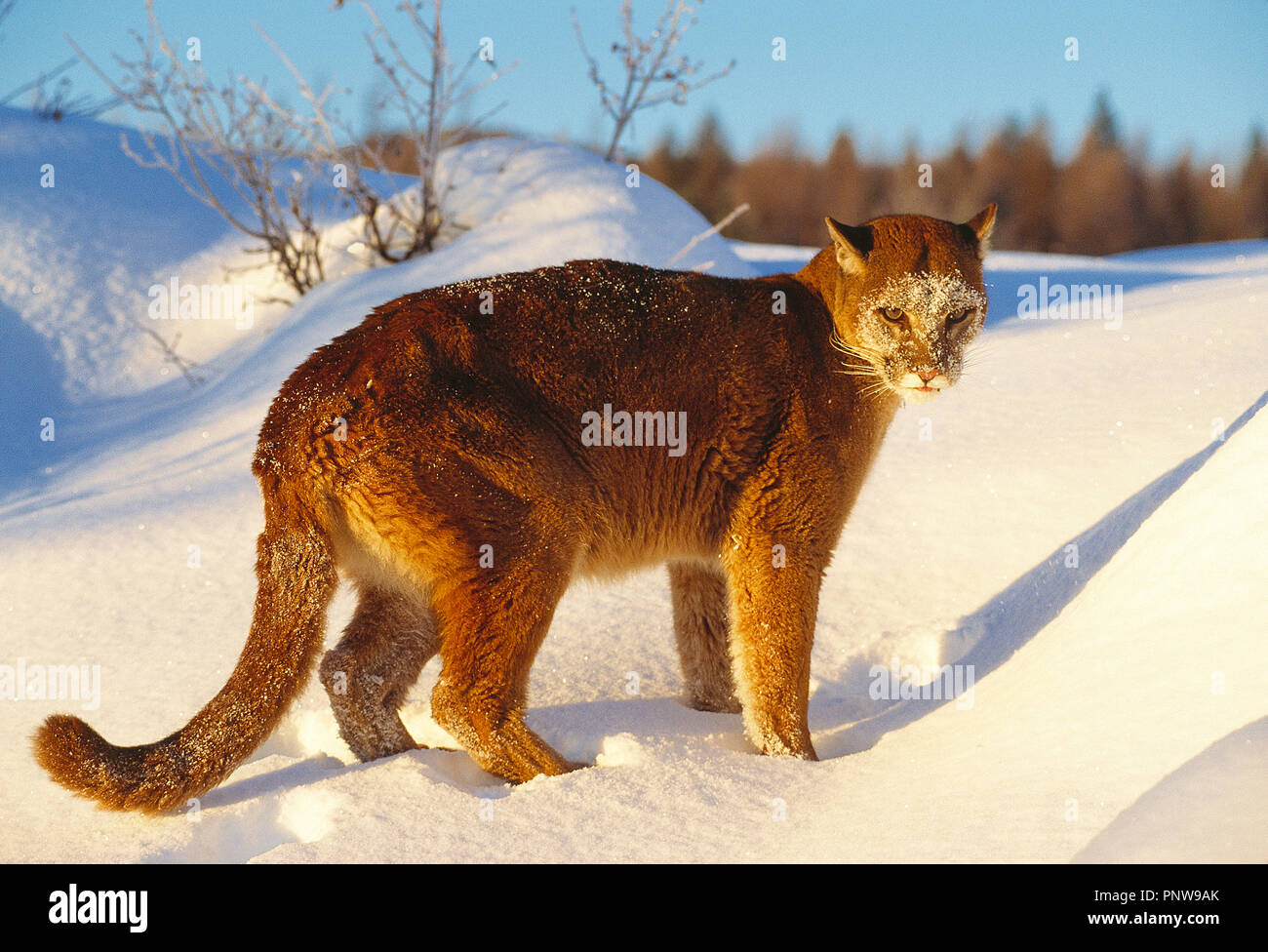 Big cat mountain lion hi-res stock photography and images - Alamy
