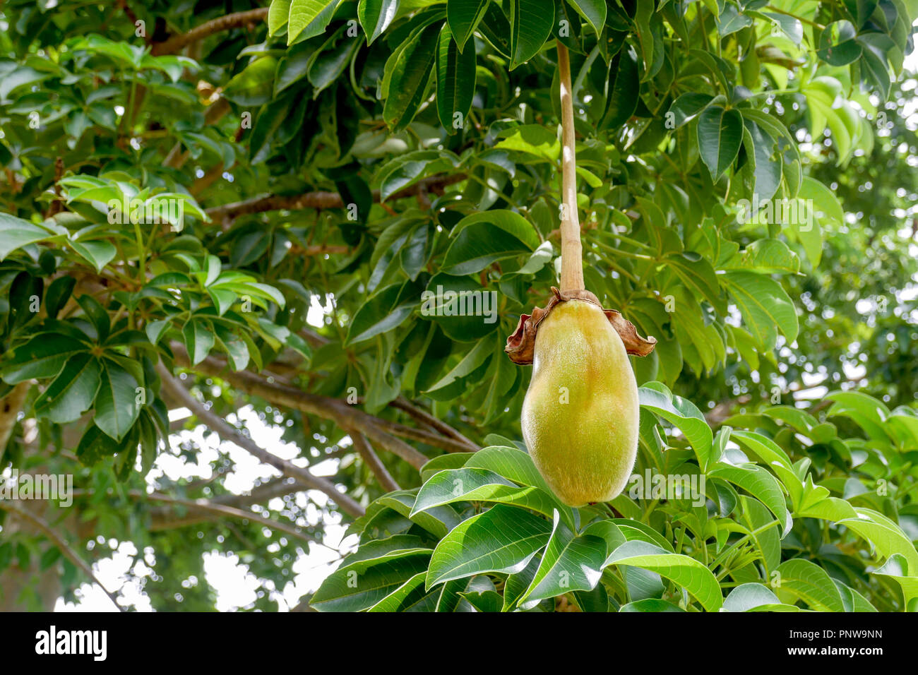 African baobab fruit or Monkey bread Stock Photo - Alamy