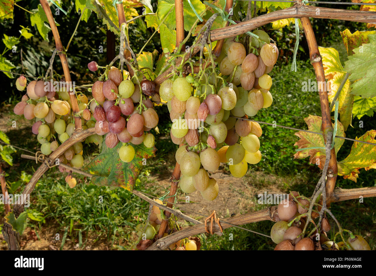Rot of grapes close-up. Protection of the vineyard garden from diseases ...