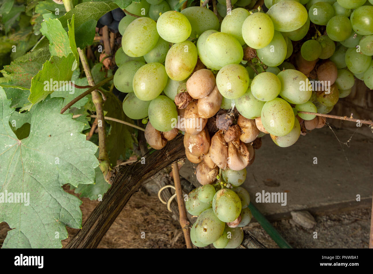 Grape disease close-up damage to rot and parasites. The concept of ...