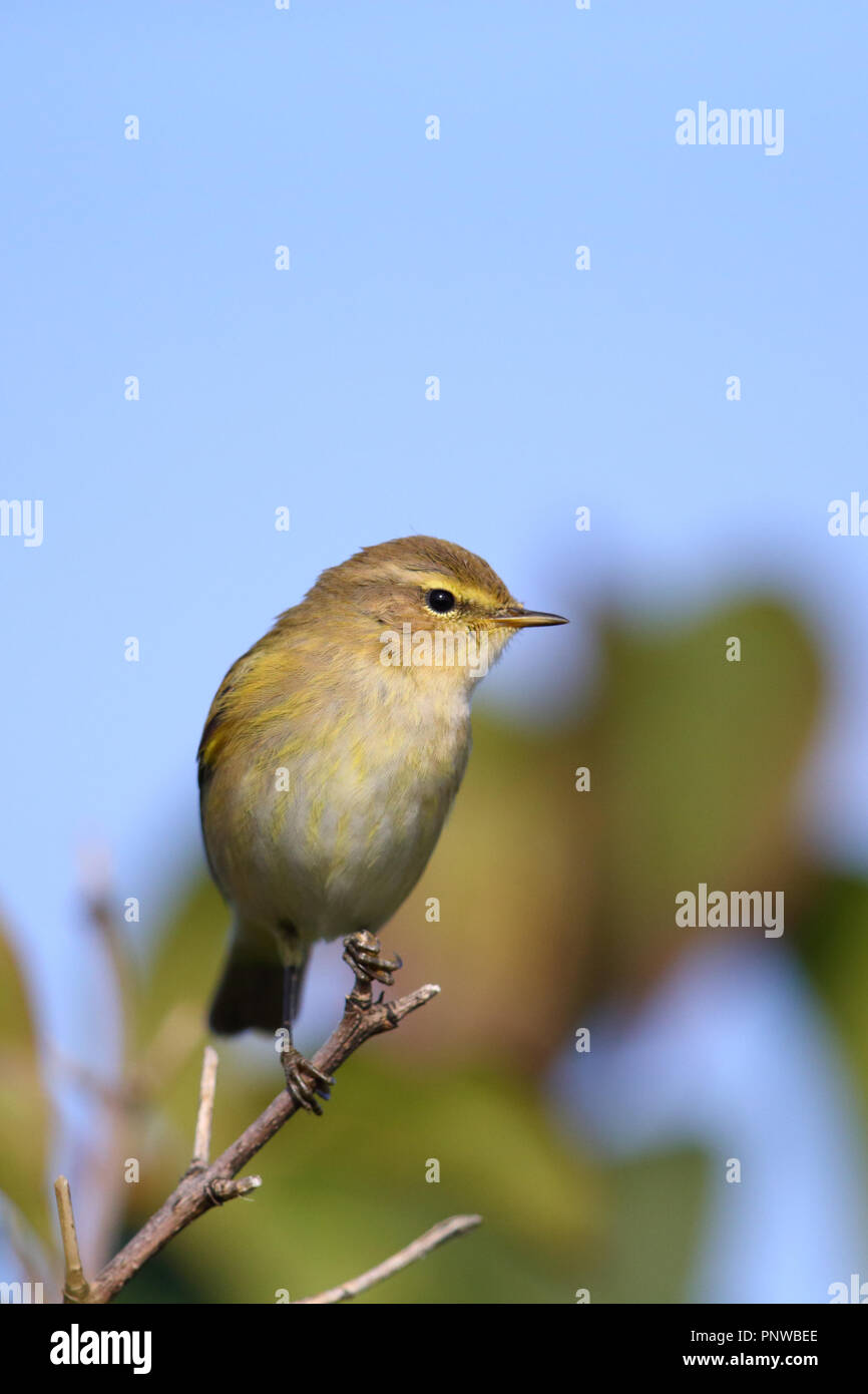 Migrating migration hi-res stock photography and images - Alamy