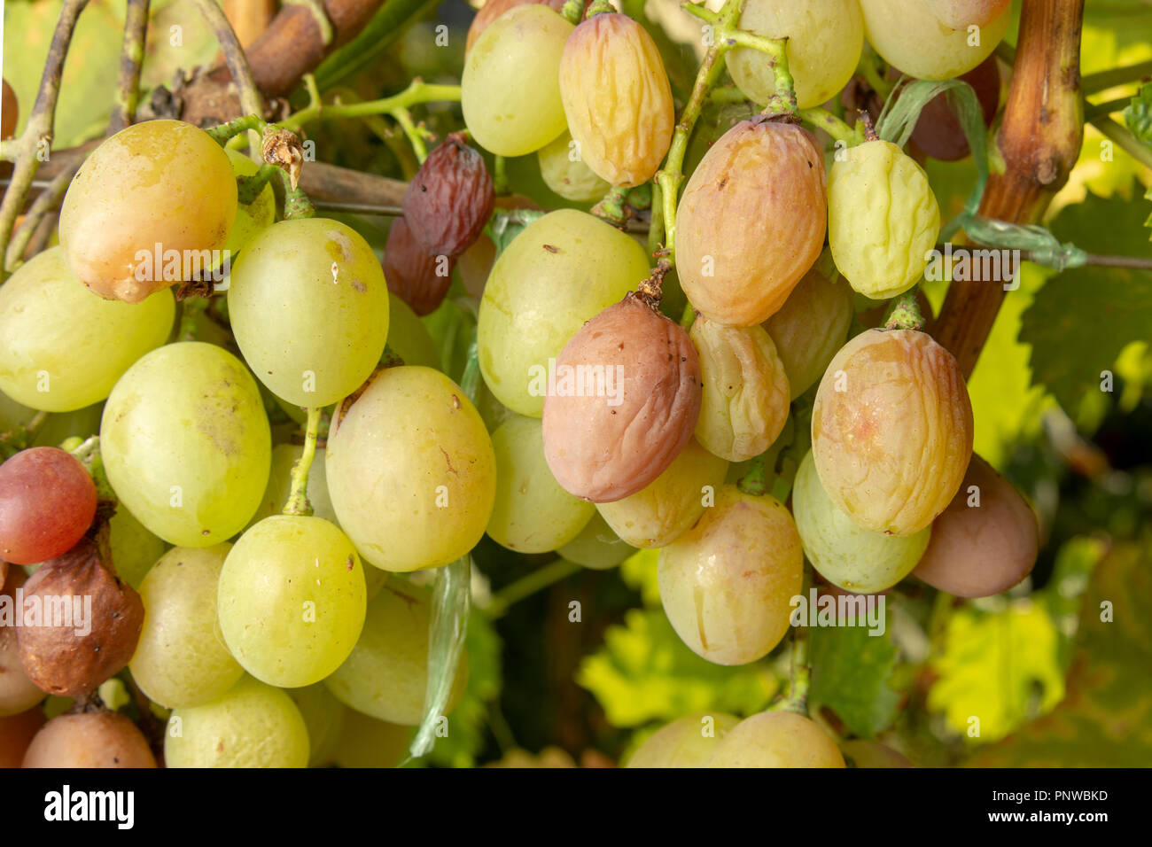 Grape disease close-up damage to rot and parasites. The concept of ...