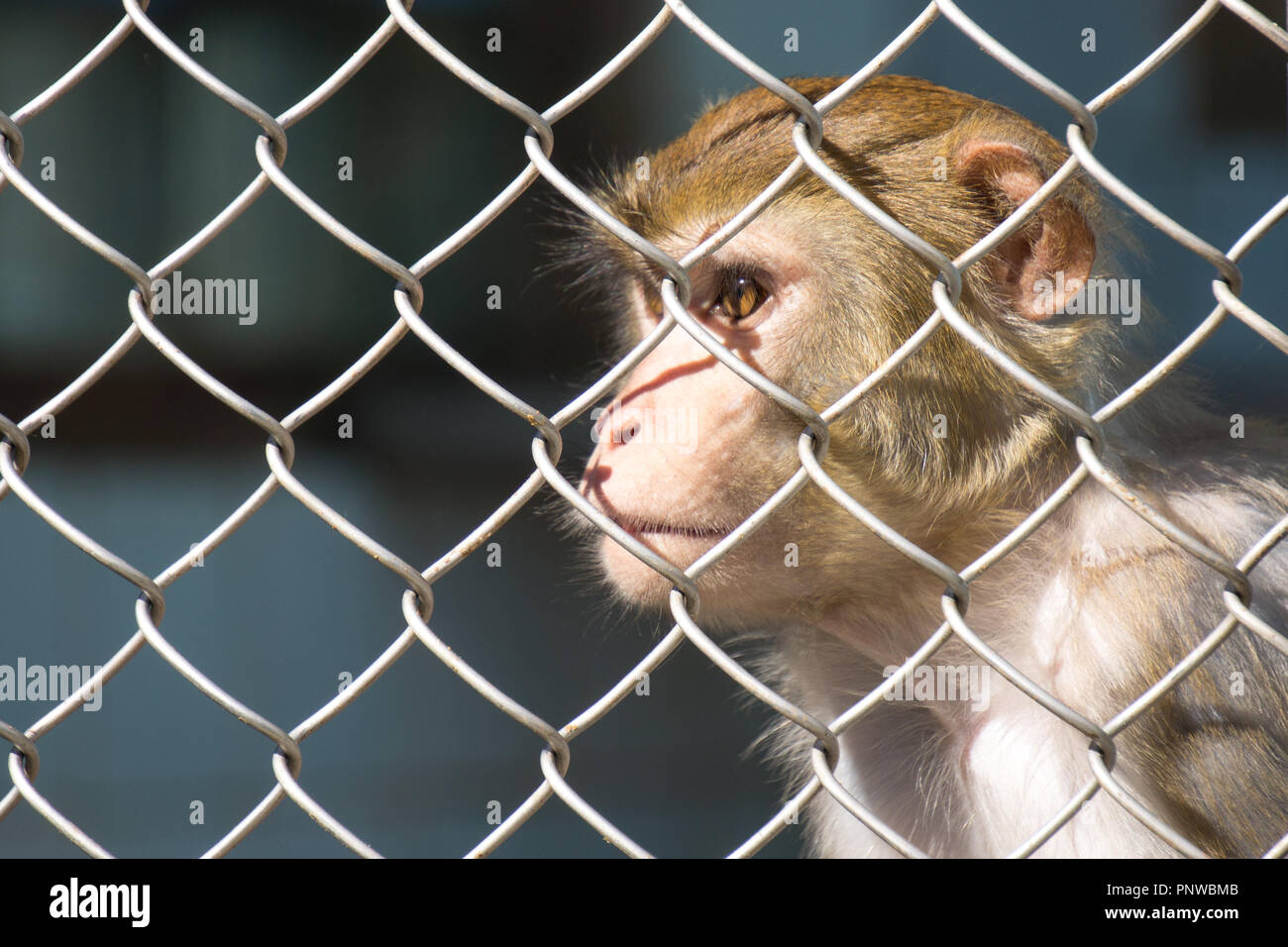 Portrait of a little monkey sitting in a cage in monkeys nursery ...