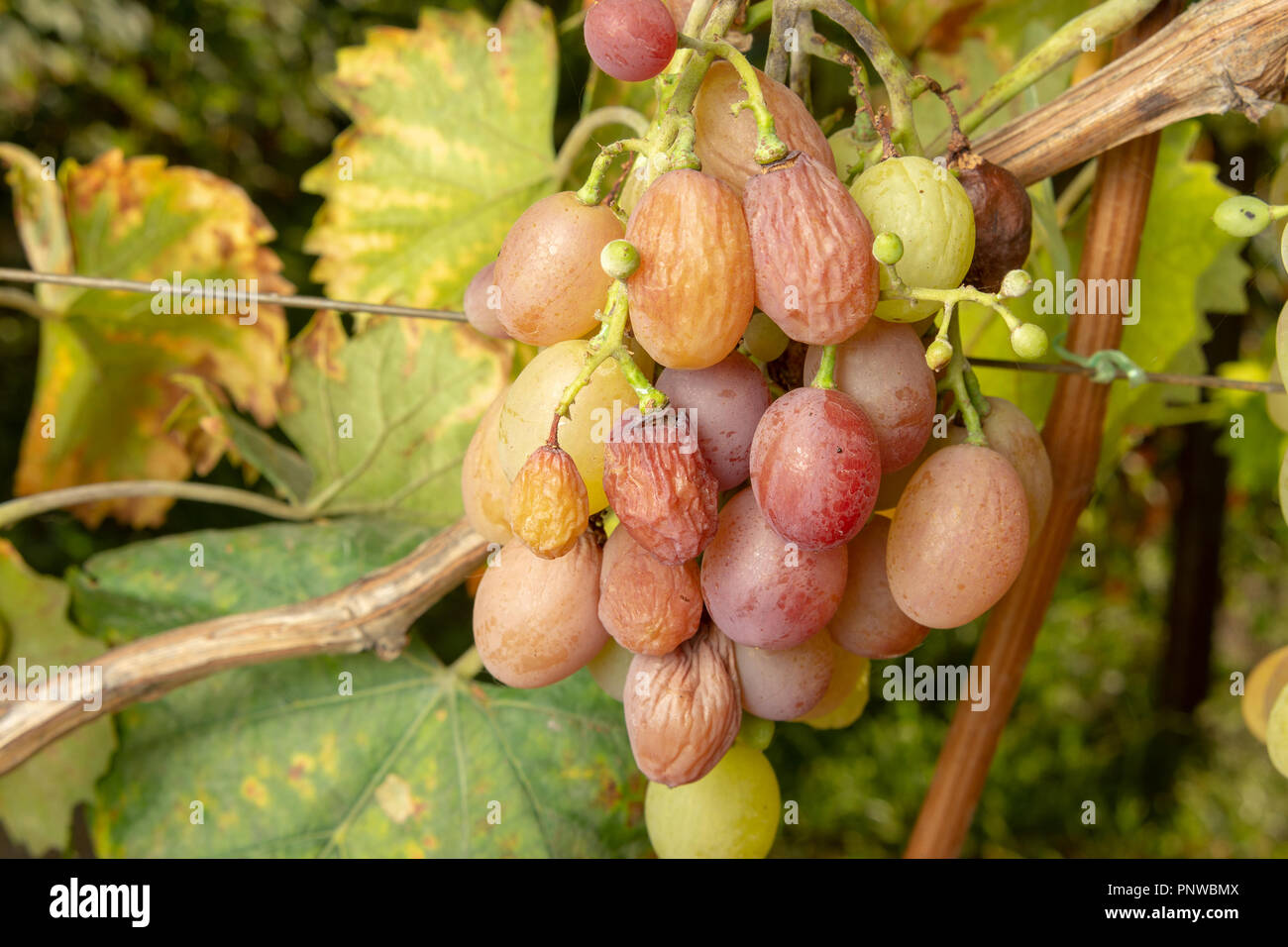 Rot of grapes close-up. Protection of the vineyard garden from diseases ...