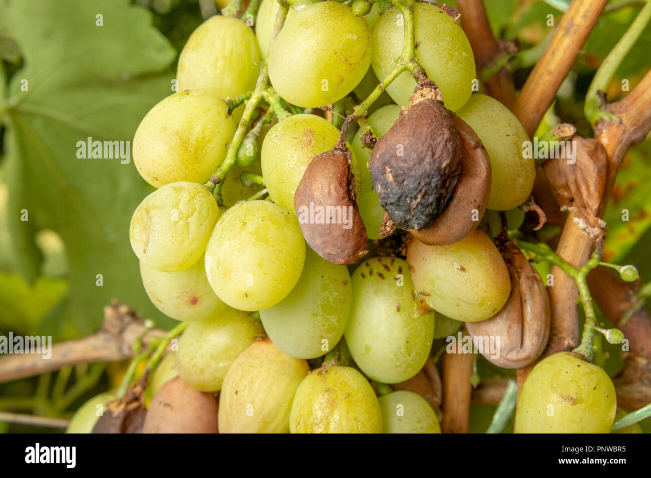 Diseases of grapevines hi-res stock photography and images - Alamy