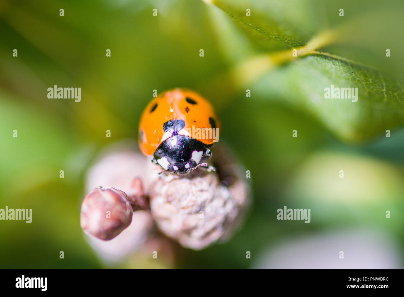 Red with black spots hi-res stock photography and images - Alamy