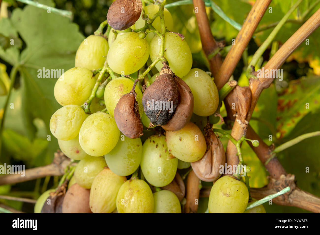 Grape disease close-up damage to rot and parasites. The concept of ...