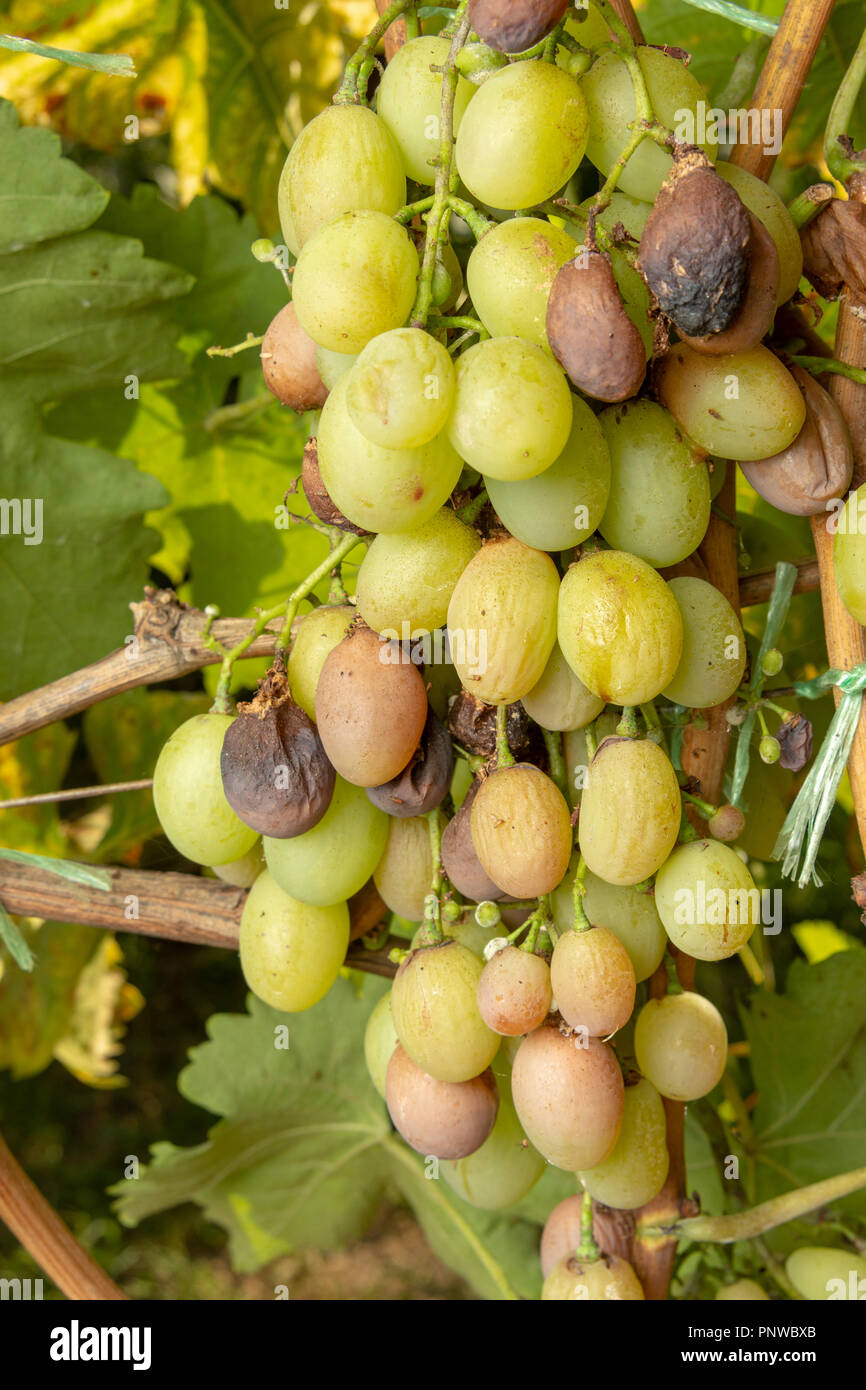 Grape disease close-up damage to rot and parasites. The concept of ...