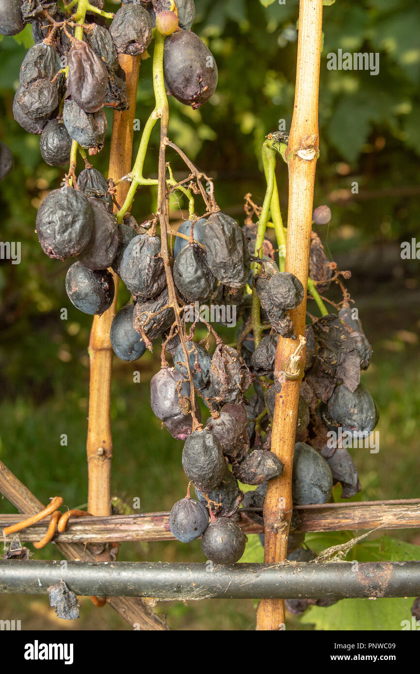 Rot of grapes close-up. Protection of the vineyard garden from diseases ...