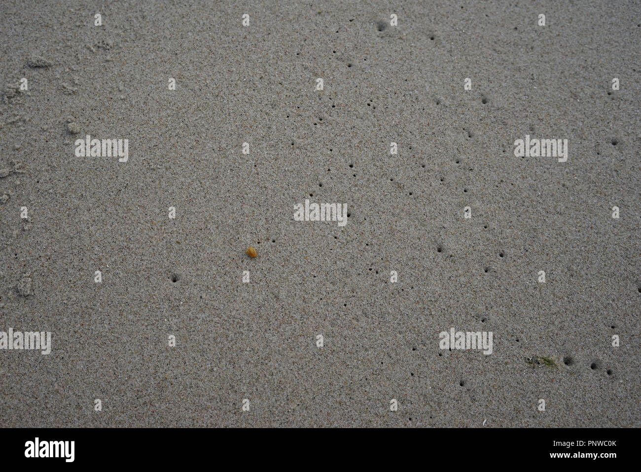 Sandy light natural background of grey sand with flecks of amber Stock ...