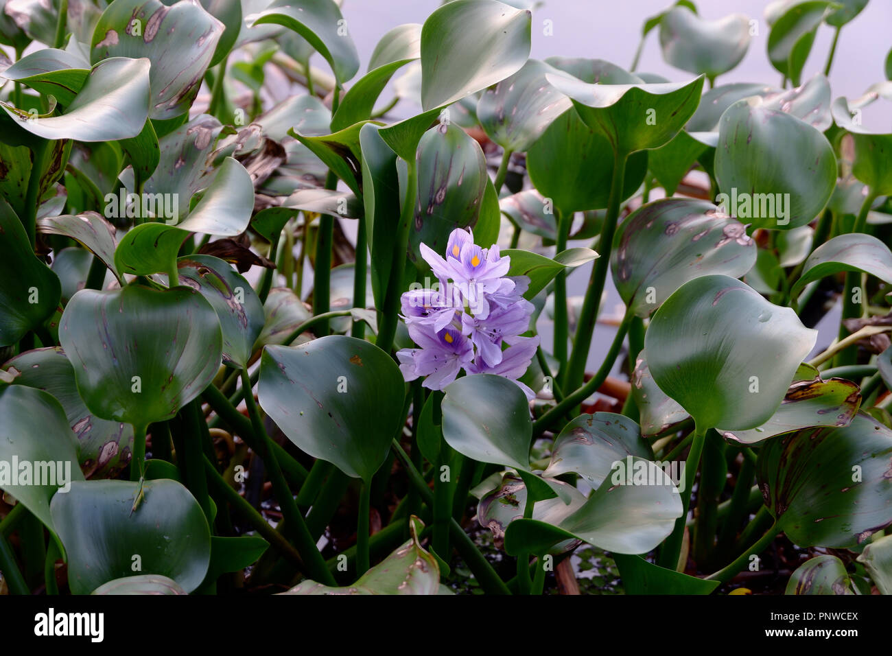 Floating water hyacinth Stock Photo - Alamy