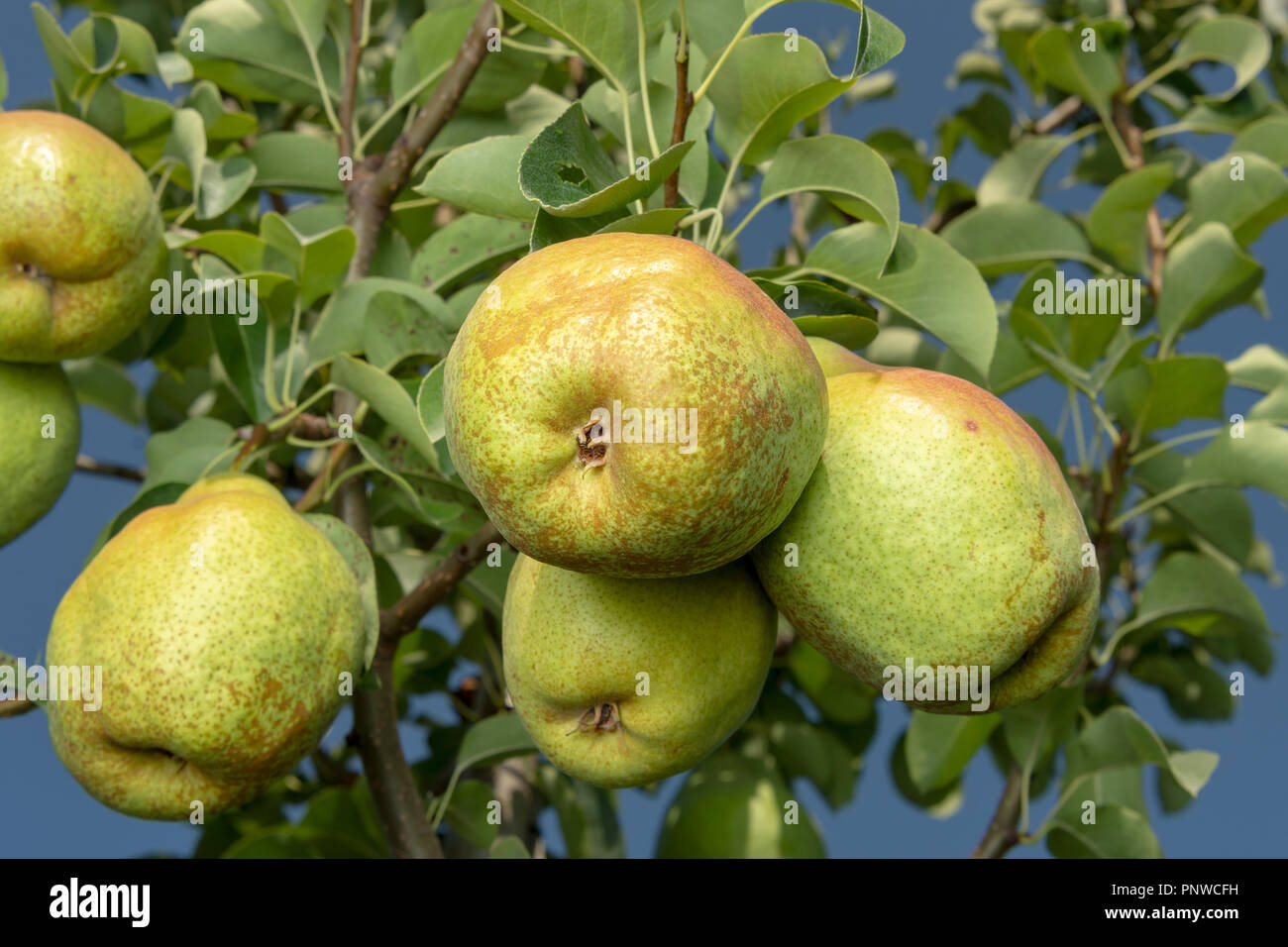 Pears And Disease High Resolution Stock Photography and Images - Alamy