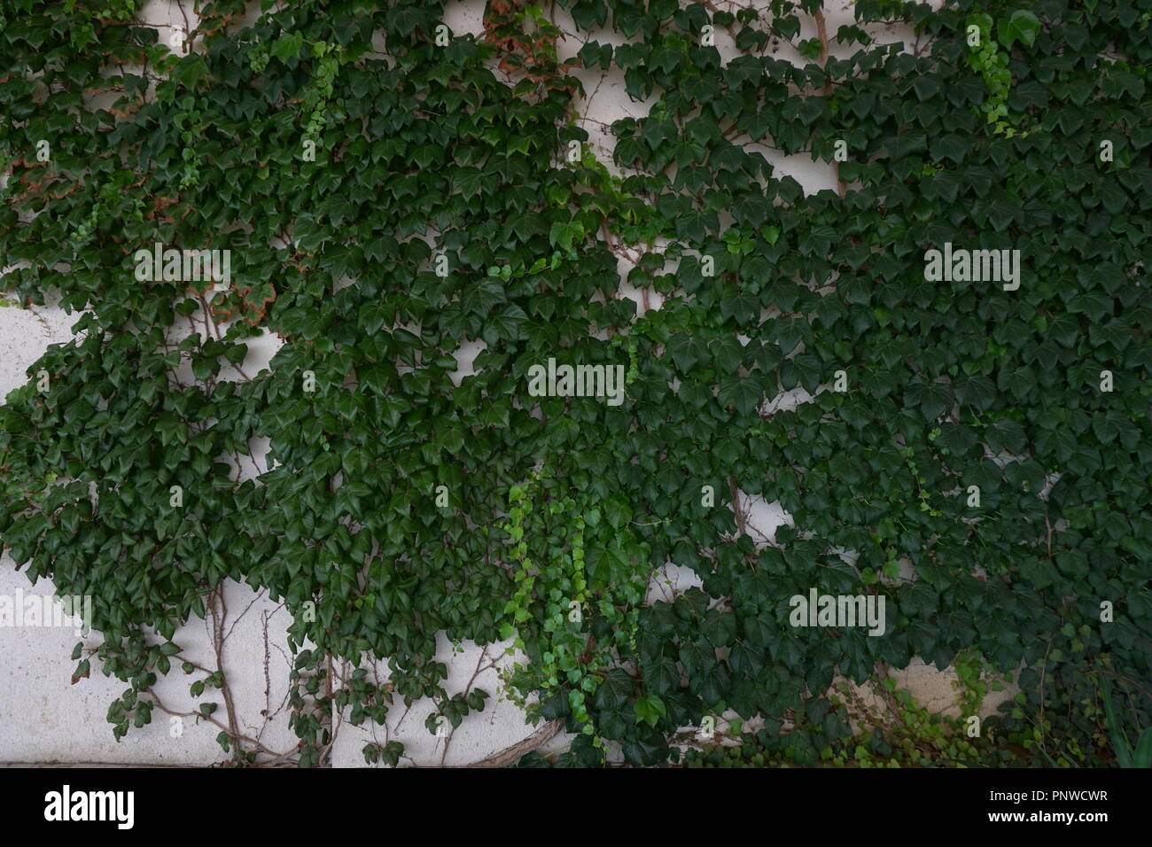 old wall overgrown foliage plants texture background Stock Photo - Alamy