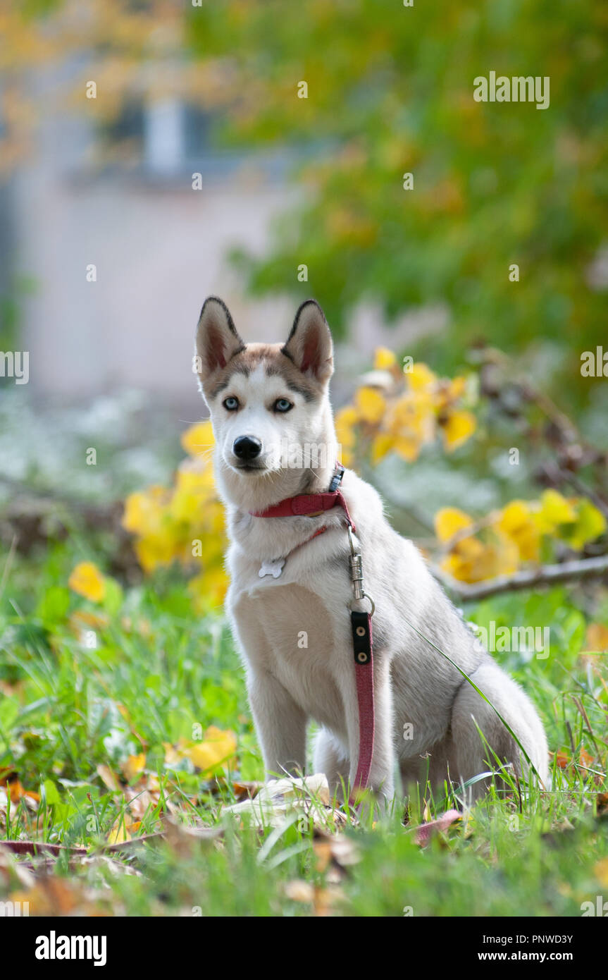 husky four month puppy in the forest in autumn Stock Photo - Alamy