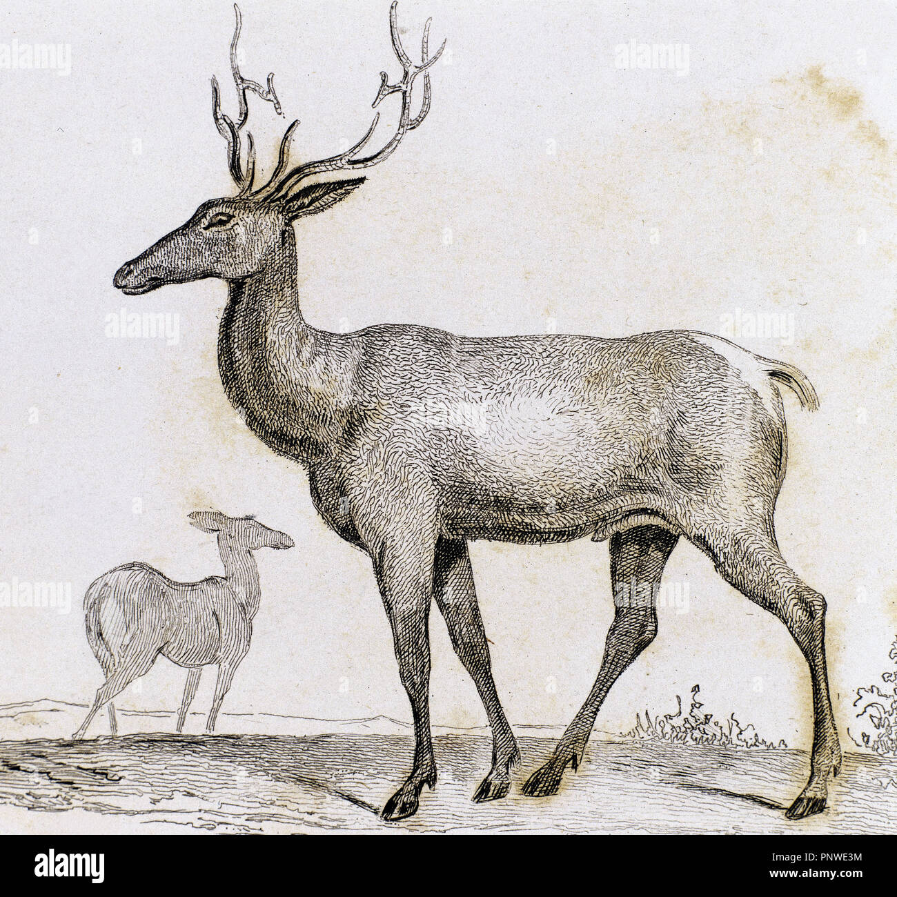 Elk. Artiodactyl mammal deer. He lives in North America and parts of ...