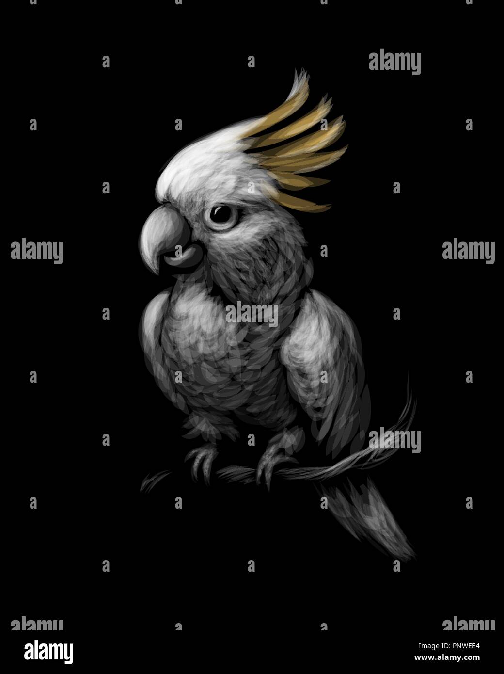 Cockatoo drawing hi-res stock photography and images - Alamy