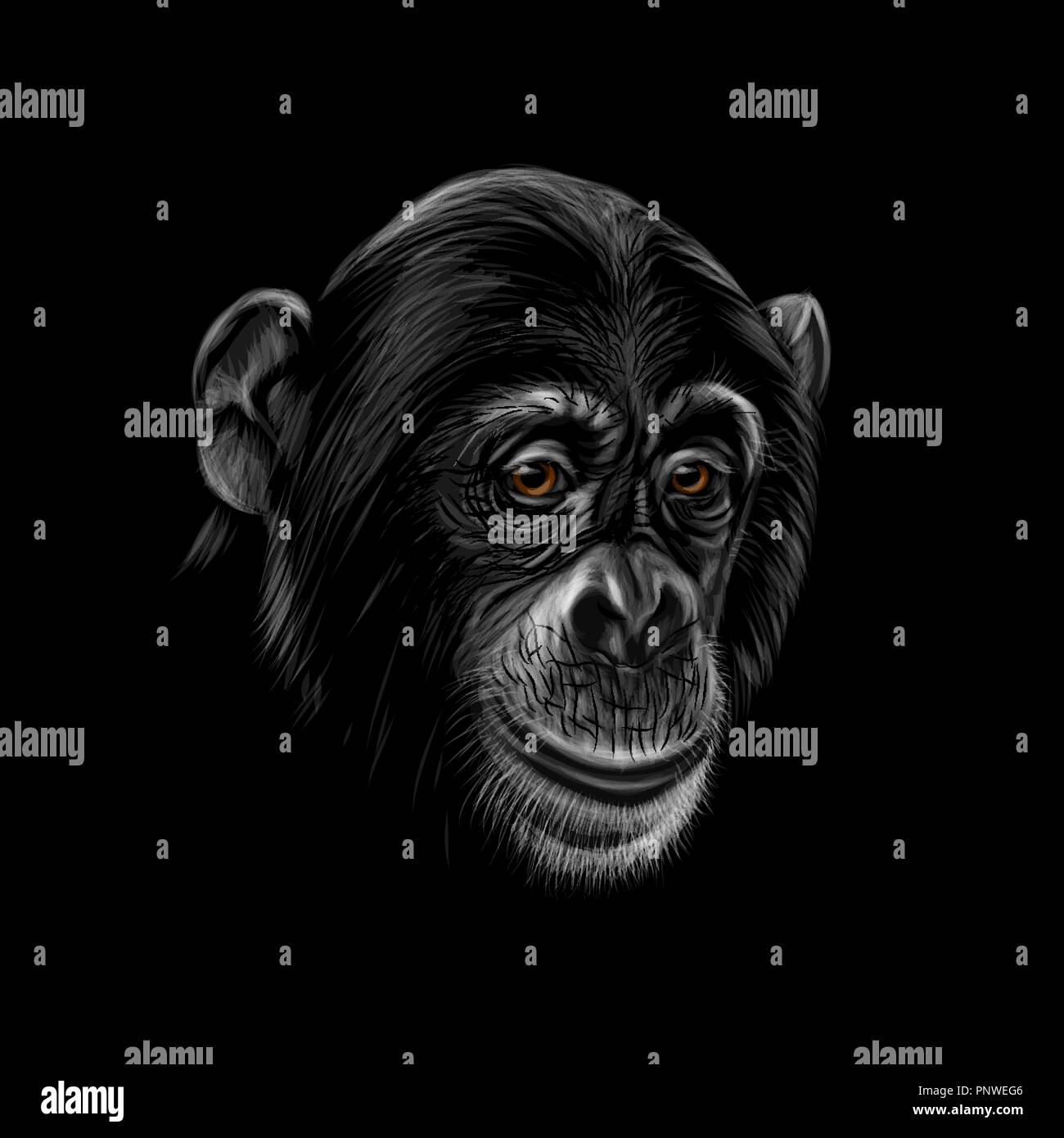 Portrait chimpanzee Stock Vector Images - Alamy